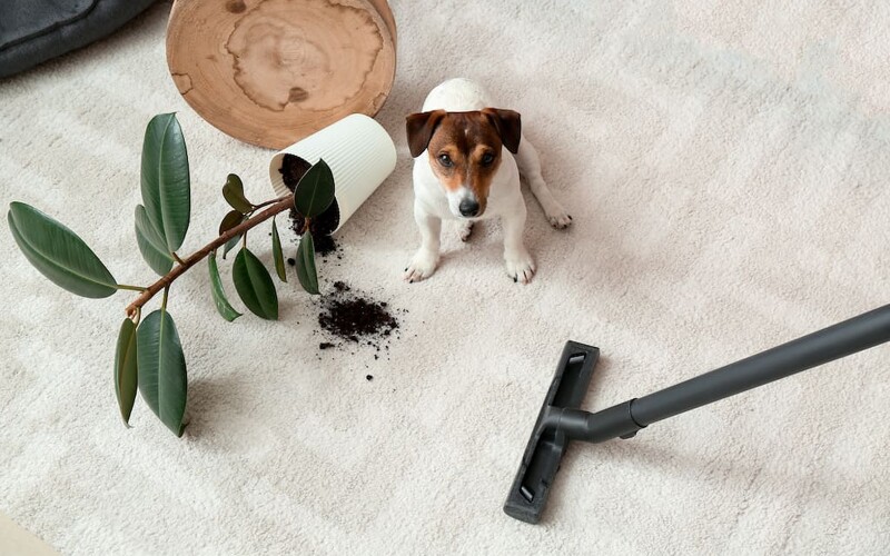 Say Goodbye to Bad Cleaning Habits: 8 Tips for a Spotless Home